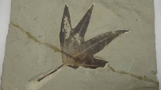 Fossil Sycamore Leaf, Platanus Wyomingensis, Eocene
