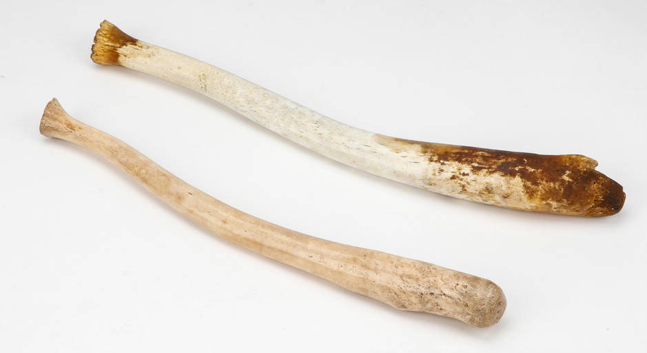 2 Inuit Oosik Walrus Baculum Clubs, 19th C.