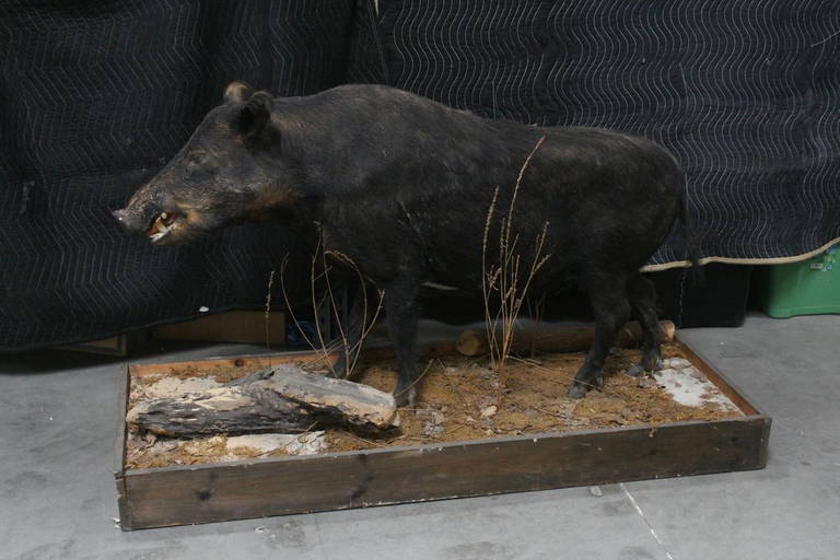 A Rare Full Body Taxidermy Of Russian Boar