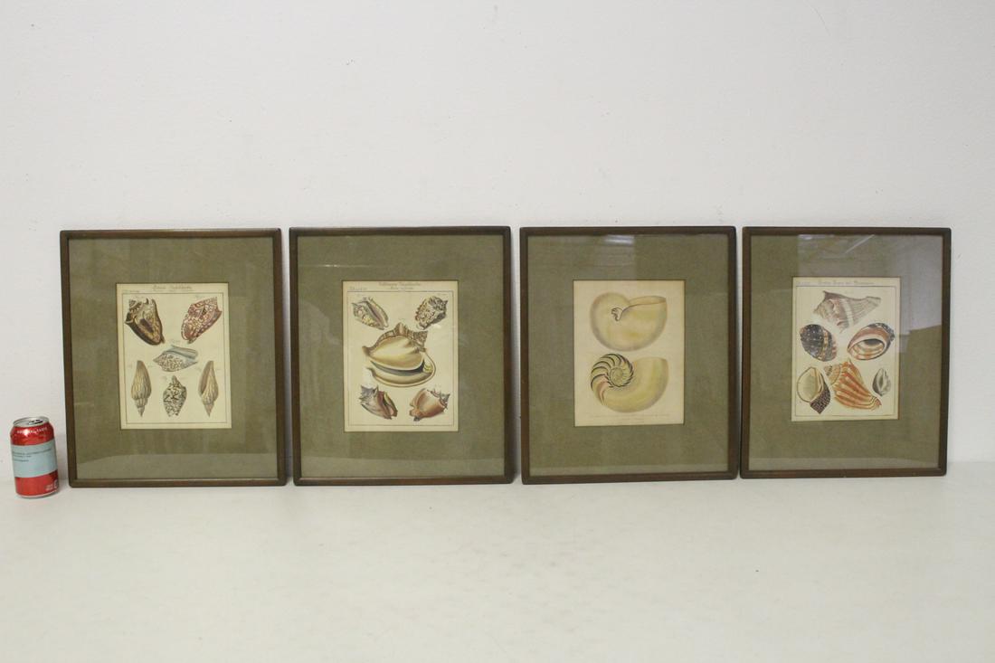 4 antique etching of sea shells - Apr 27, 2020 | International Auction ...