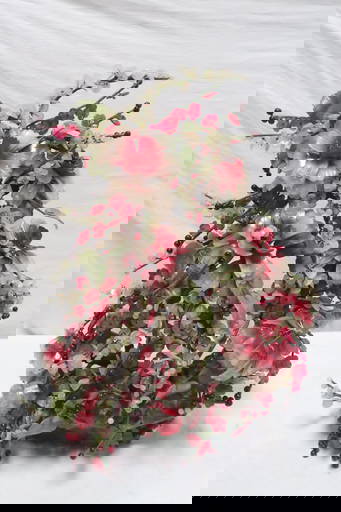 Unusually Large Chinese Jade Tree