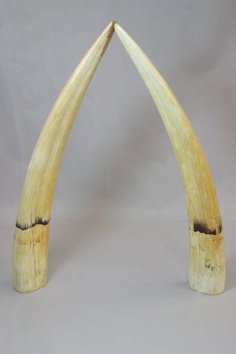 Pair Rare 19th Century Walrus Ivory Tusks