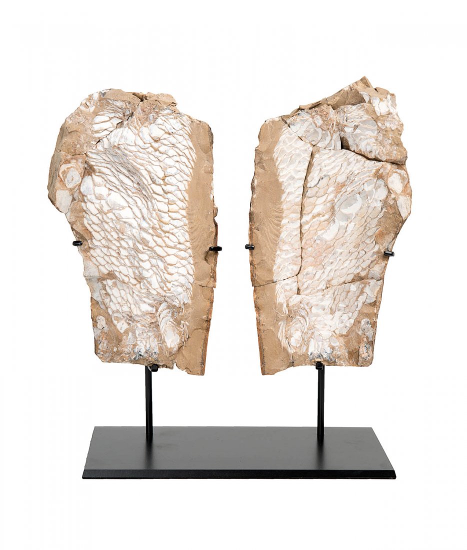 Fish Fossil: Sarcopterygian Scales, Late Devonian,