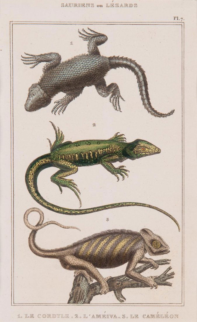 A handcoloured etching of three lizards, French, 18th