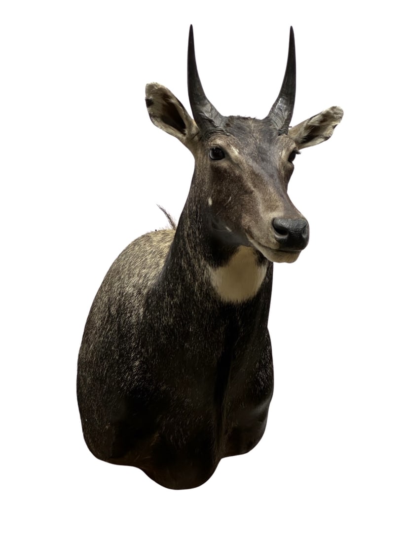Nilgai Antelope Mount 41"h, 18"(side-side), 32"(front-back) Auction