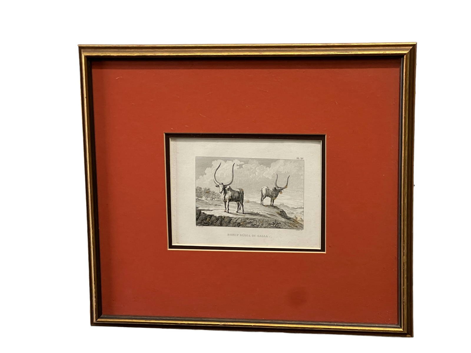 Framed Lithograph Of Longhorn Cattle (foxing) 14 1/2"h. 16 1/2"l Auction