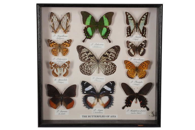 A Butterflies Of Asia