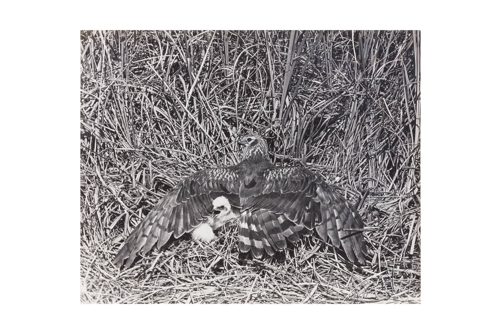 § Eric Hosking (1909-1991) Auction