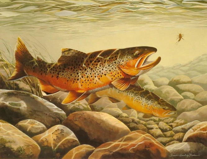 Three Trout Prints By Pennsylvania Artist Susan Yoder