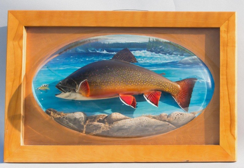 David A. Footer Brook Trout