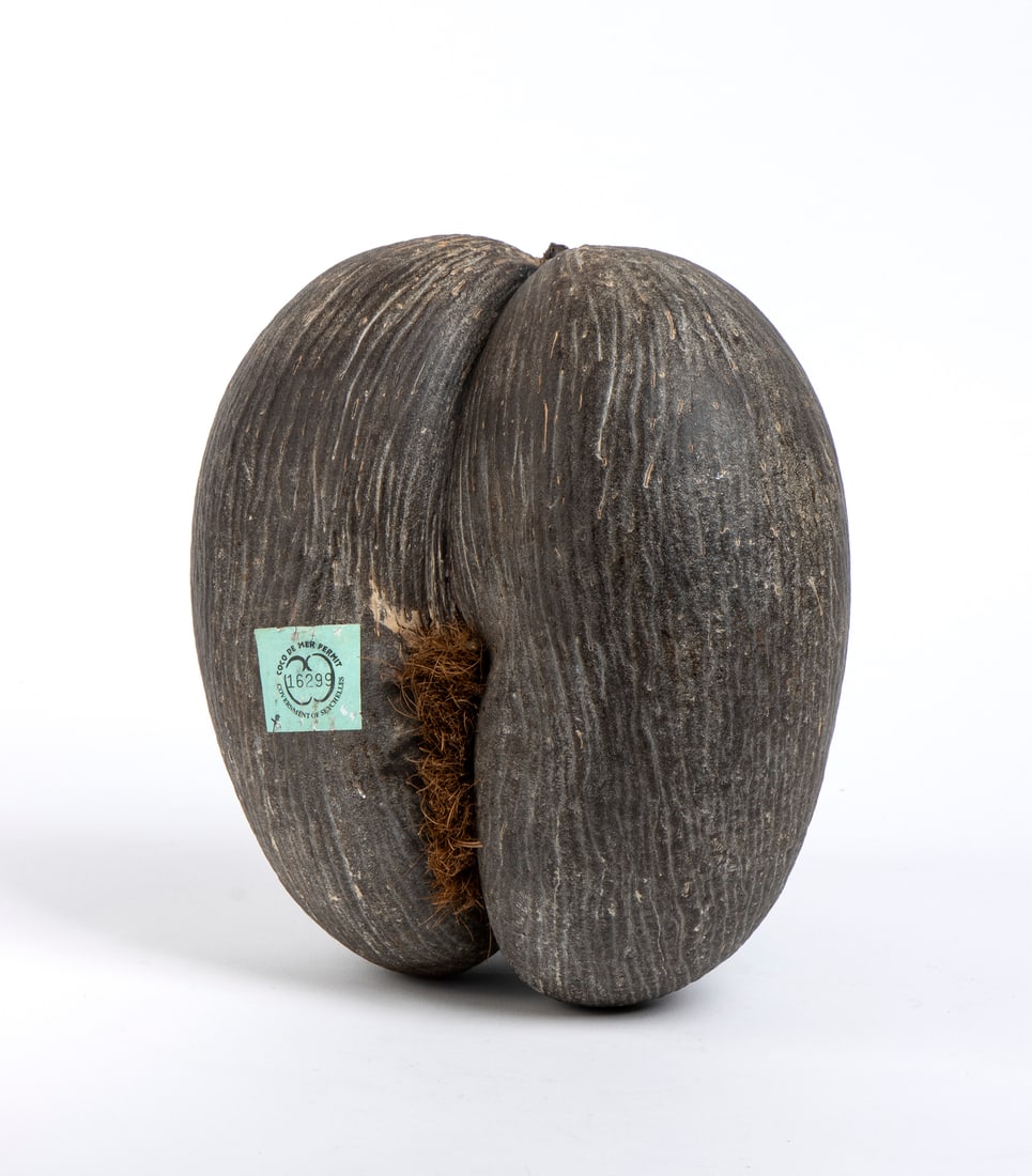 . Coco De Mer.seychelles. Auction