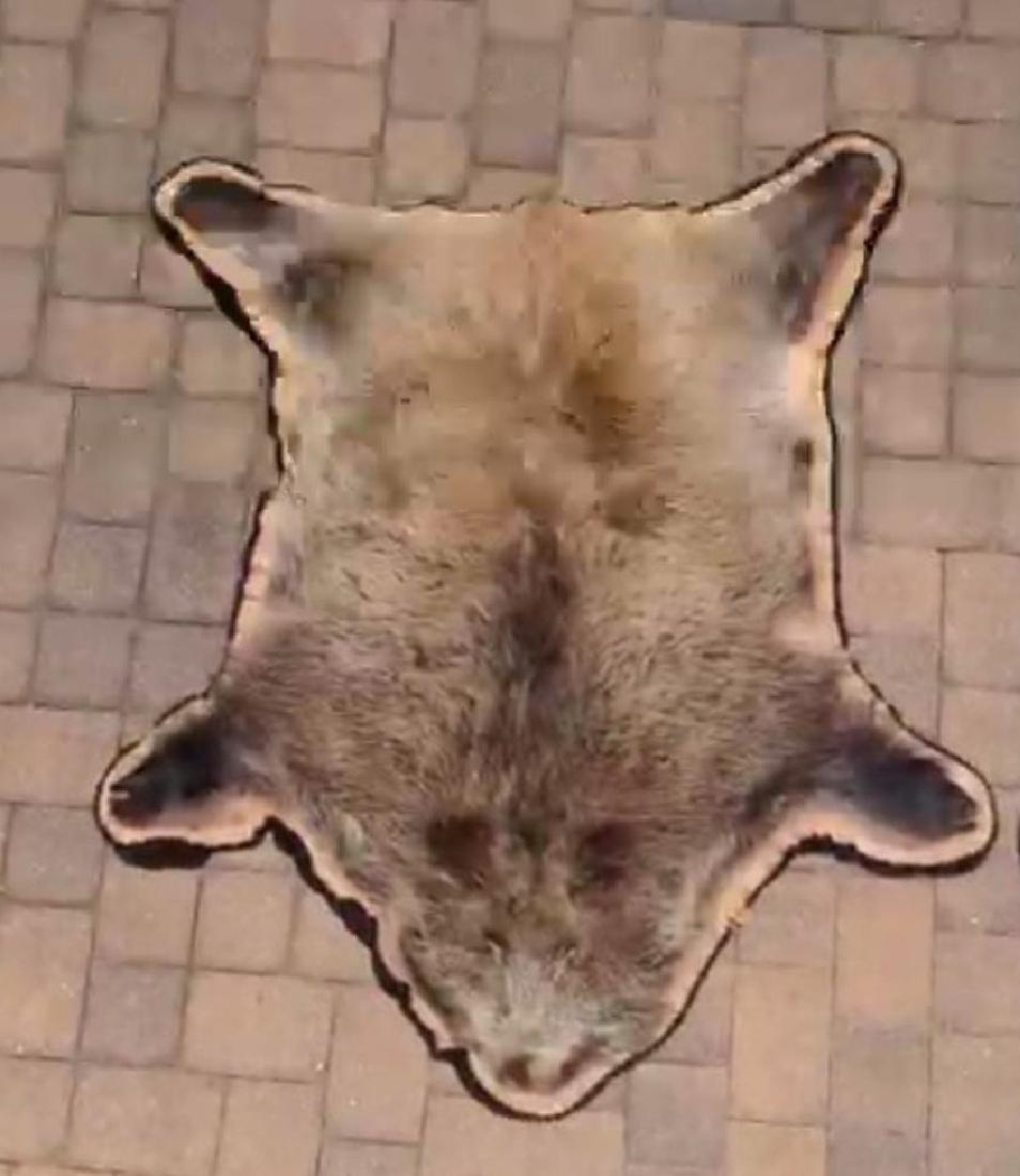 AFRICAN WILD BOAR RUG MOUNTED ON FELT