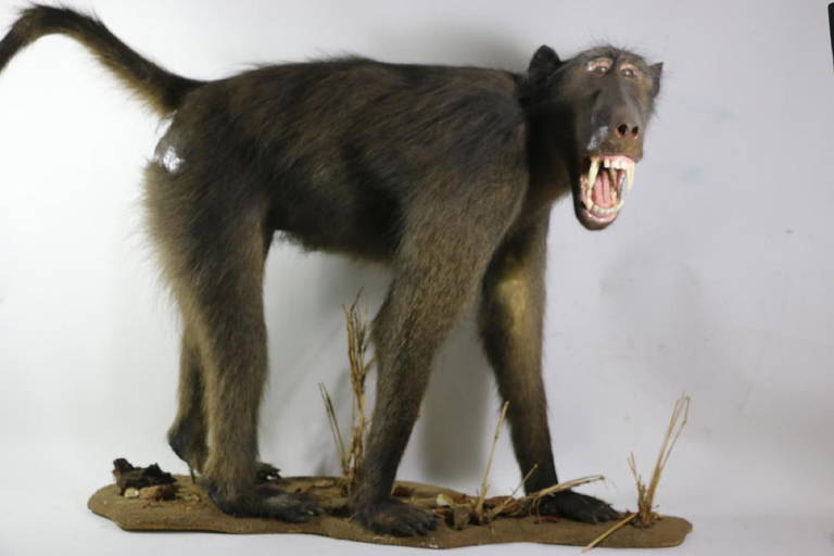 Taxidermy Baboon Mount On Base