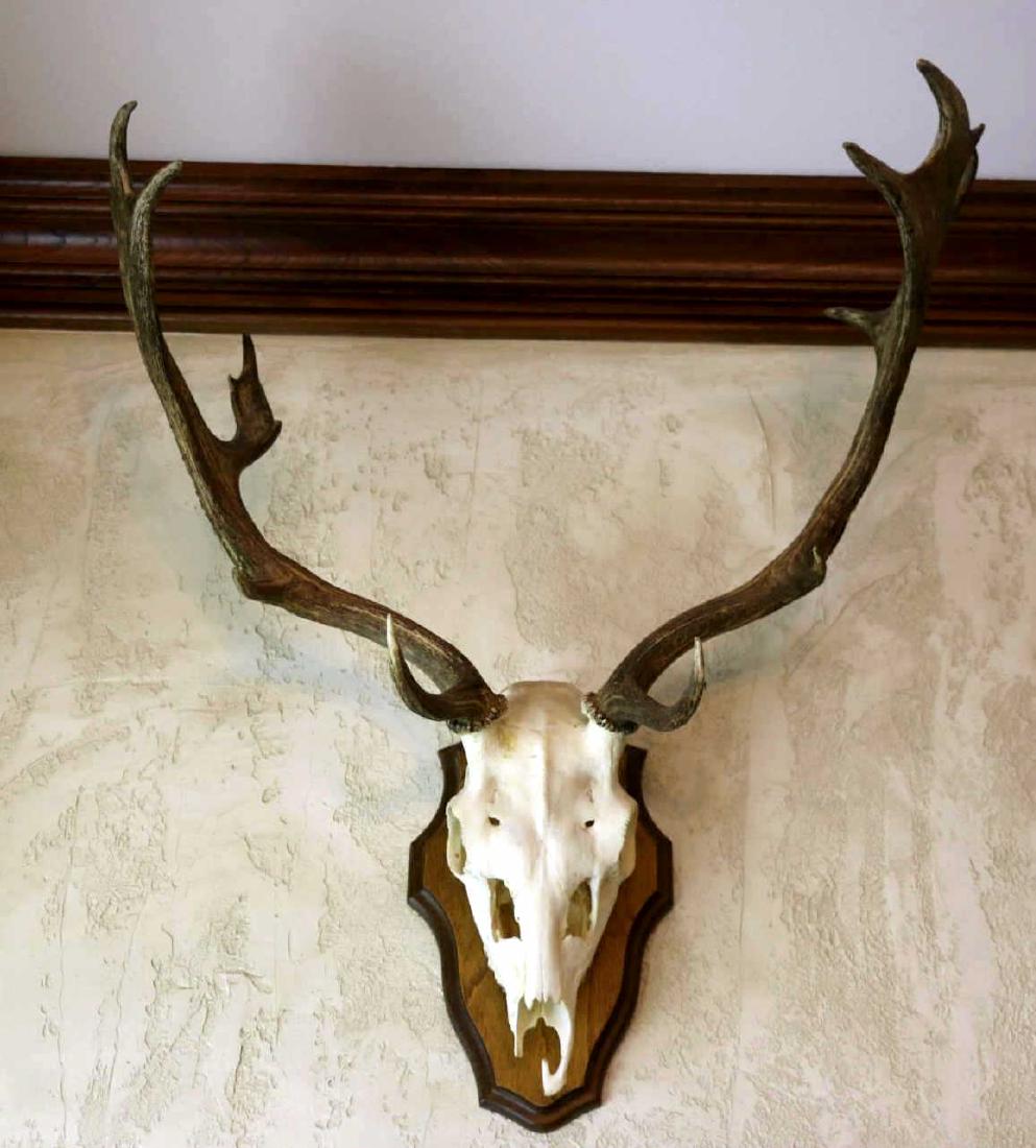 NORTH AMERICAN ELK HORN RACK SKULL MOUNT