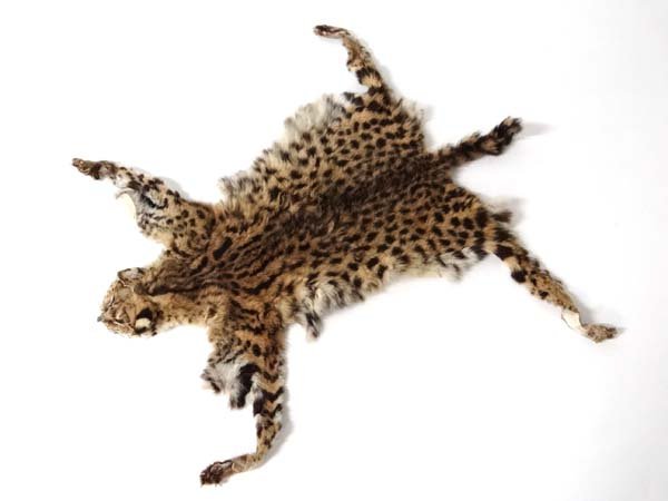 Taxidermy : A Serval cat skin, approximately 36" x 26".