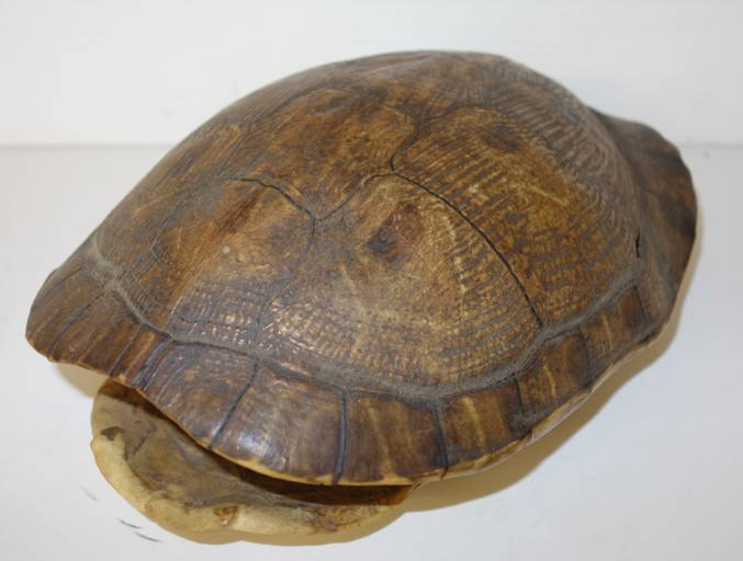 Antique Turtle Shell