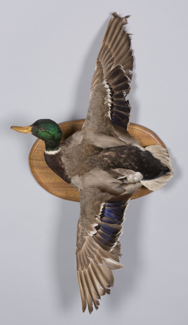 Mallard Duck Taxidermy Mount