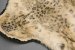 Himalayan Snow Leopard Skin Rug