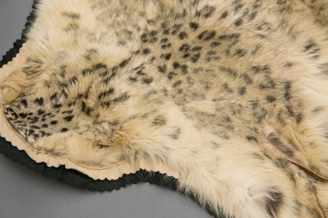 Himalayan Snow Leopard Skin Rug : Lot 19