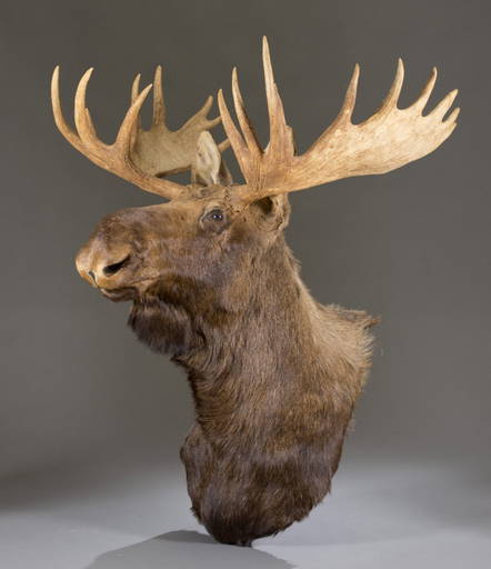 Moose Head Taxidermy Mount