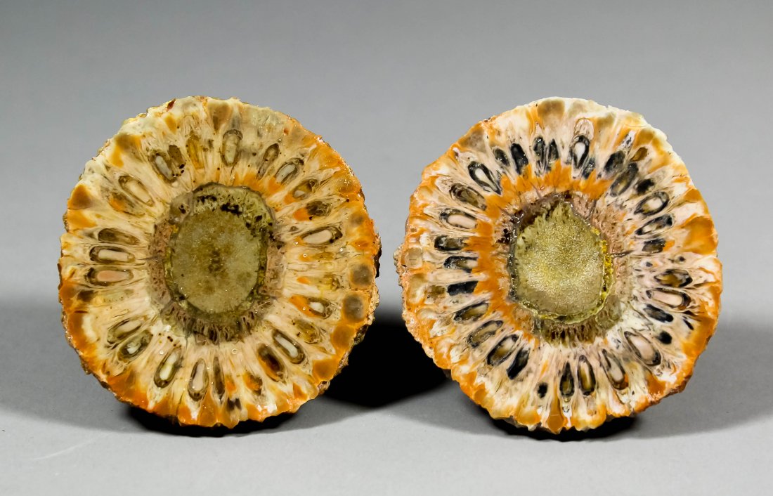 A pine cone Araucaria mirabilis (Jurassic age) cut in