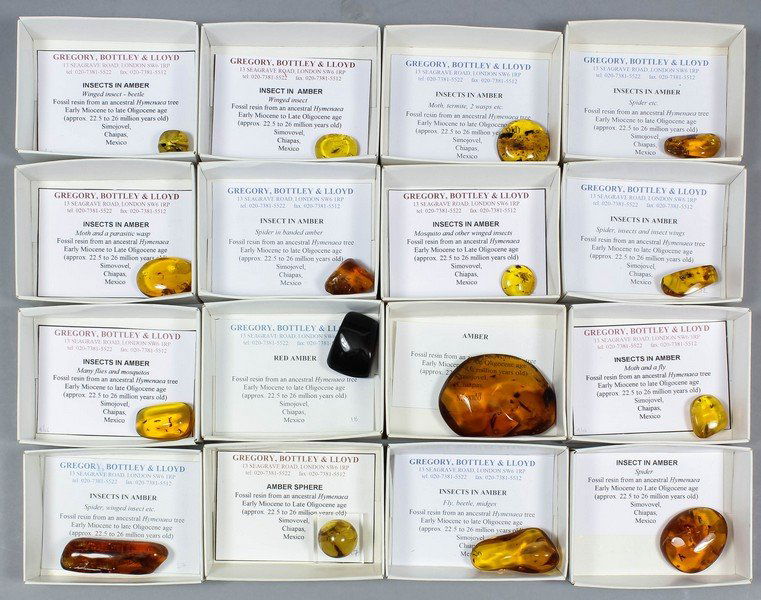 An important collection of one hundred amber specimens