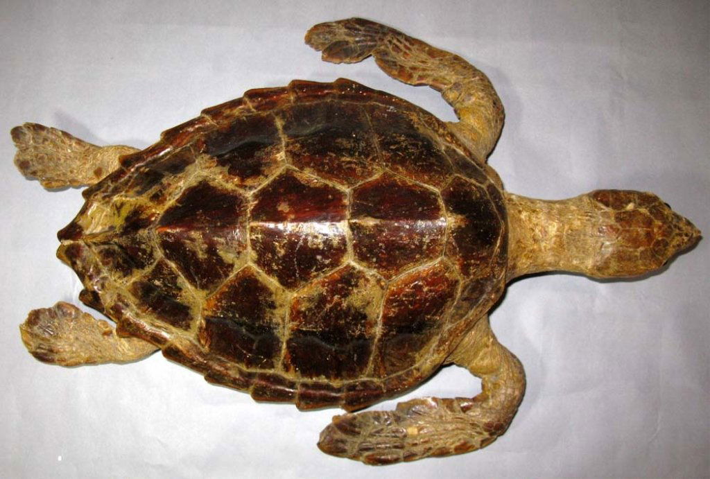 VINTAGE TAXIDERMY MOUNT OF SEA TURTLE