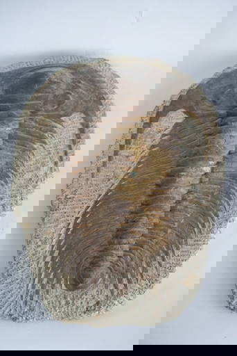 Uncommon Giant Trilobite Fossil In Matrix