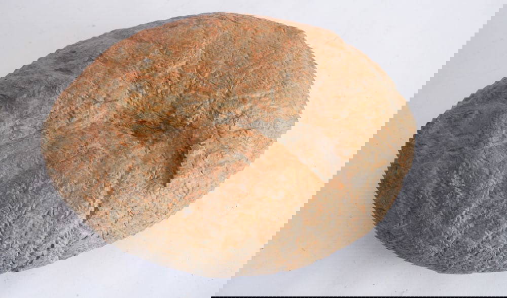 Large Fossil Coprolite Specimen Auction