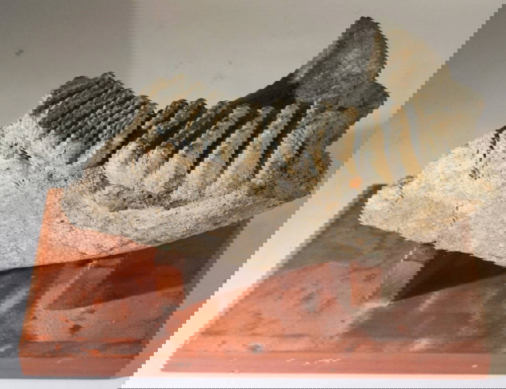 Prehistoric Mastodon Tooth & Jaw Segment Auction