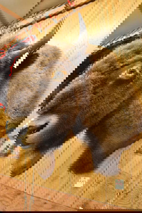 Large Taxidermy Mounted Bison Head Auction