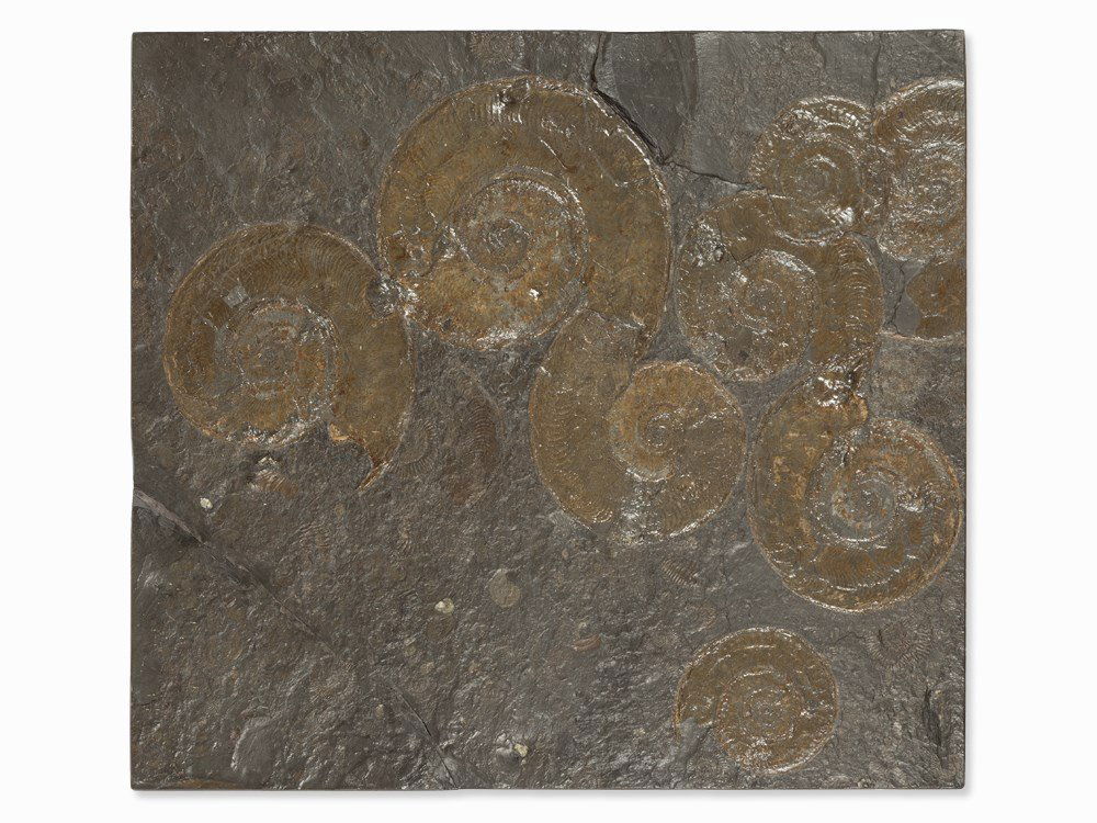 Fossil Slab With Ammonites, Posidonia Shale, Holzmaden,
