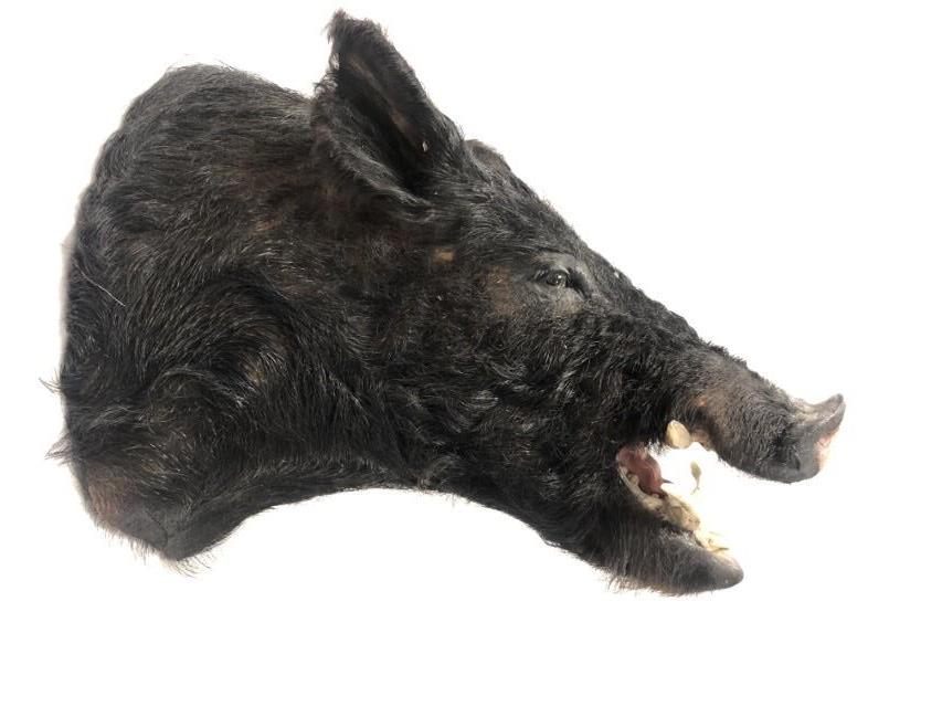 Black Boar's Head Taxidermy Wall Mount, L 22.5",