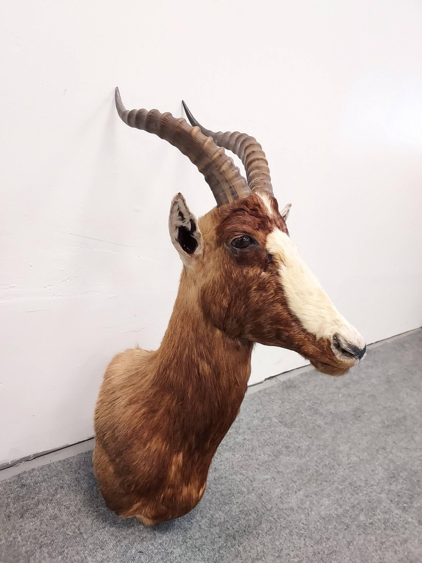 Blesbok 33" Taxidermy Mount Auction
