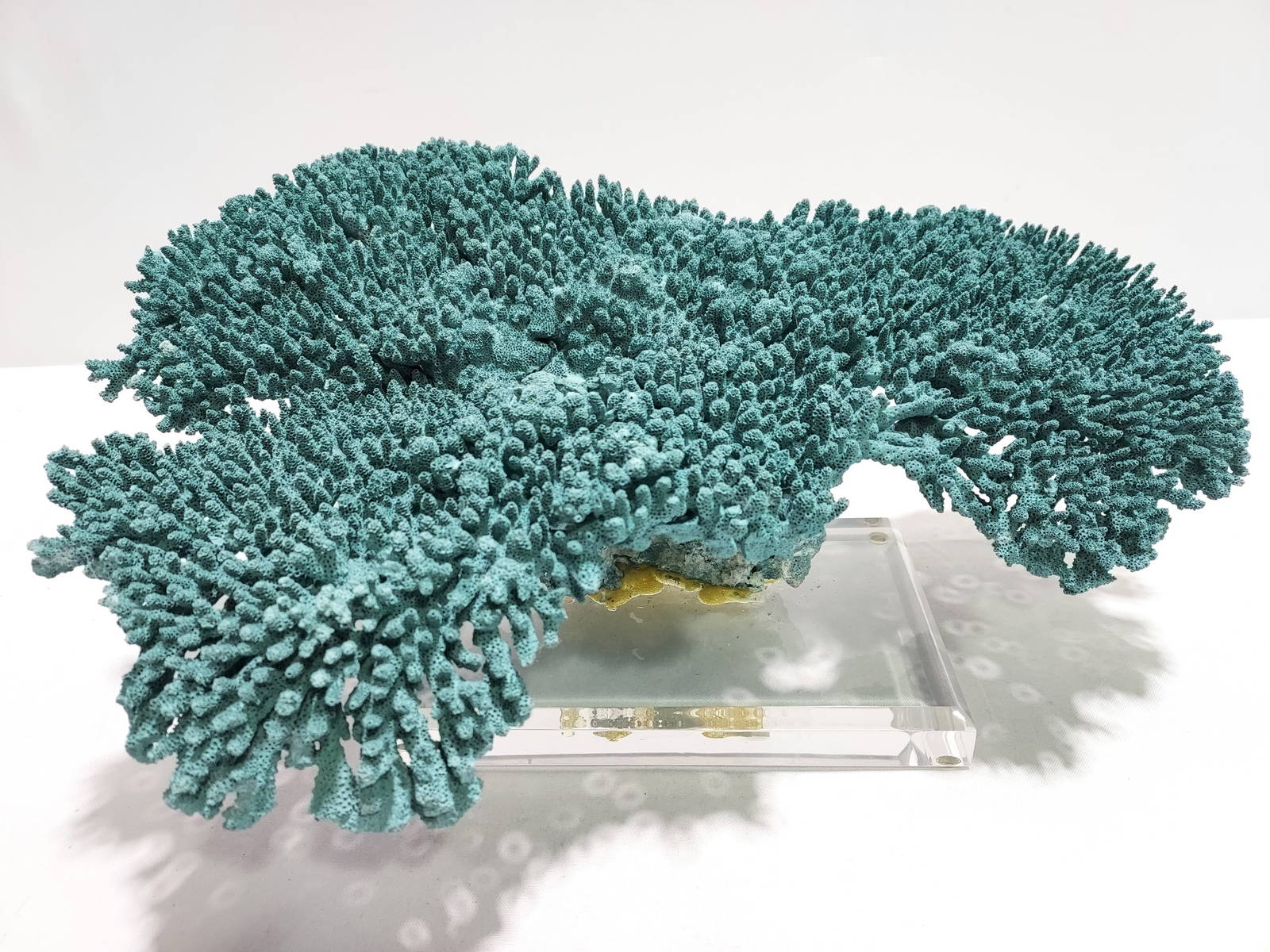 Large Green Dyed Natural Millepora Coral Display Auction