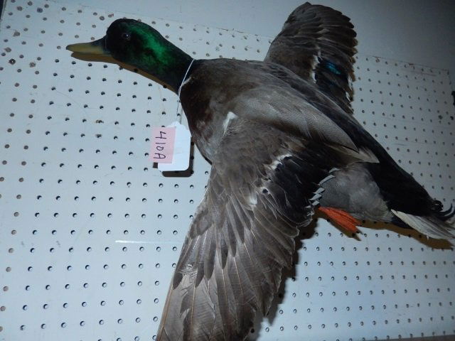 Taxidermy Duck Wall Mount