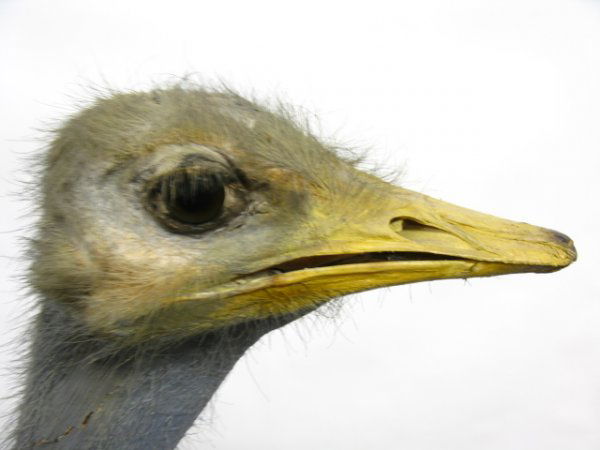 641: TAXIDERMY MOUNTED OSTRICH