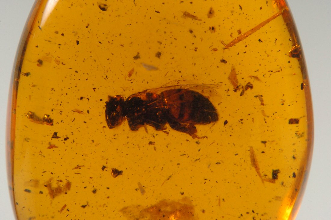 BEE IN AMBER PENDANT - Jun 03, 2012 | Soulis Auctions in MO