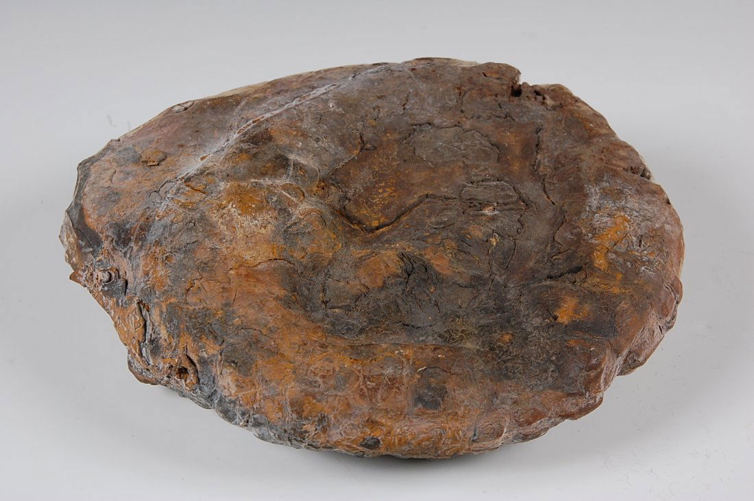COPROLITE FOSSIL OR, FOSSILIZED DINOSAUR DUNG