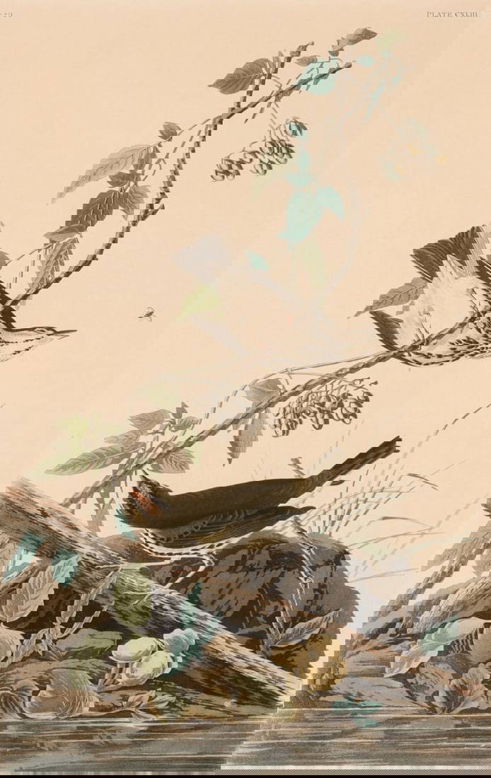 After Audubon, Golden-crowned Thrush, Havell, Whatman Auction