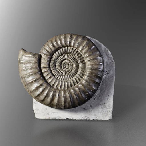 Arietites Ammonite On Matrix