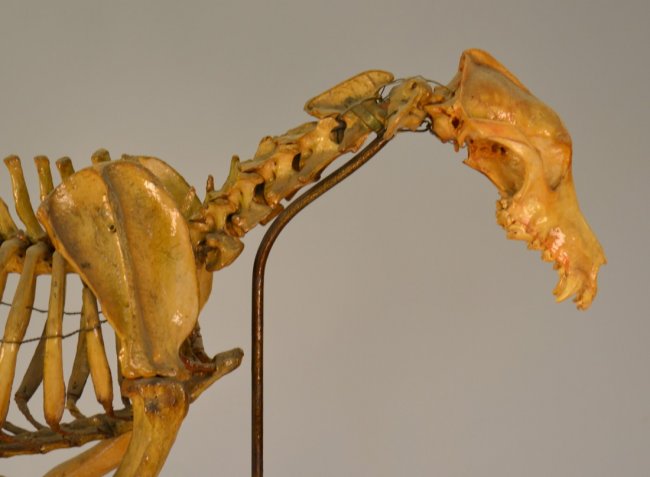 SKELETON OF A GREYHOUND; length: 41 inches : Lot 1105