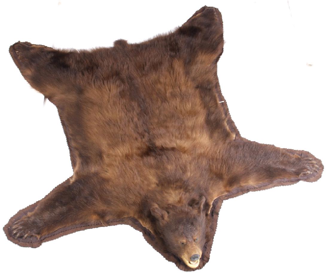 Large Idaho Cinnamon Black Bear Taxidermy Rug