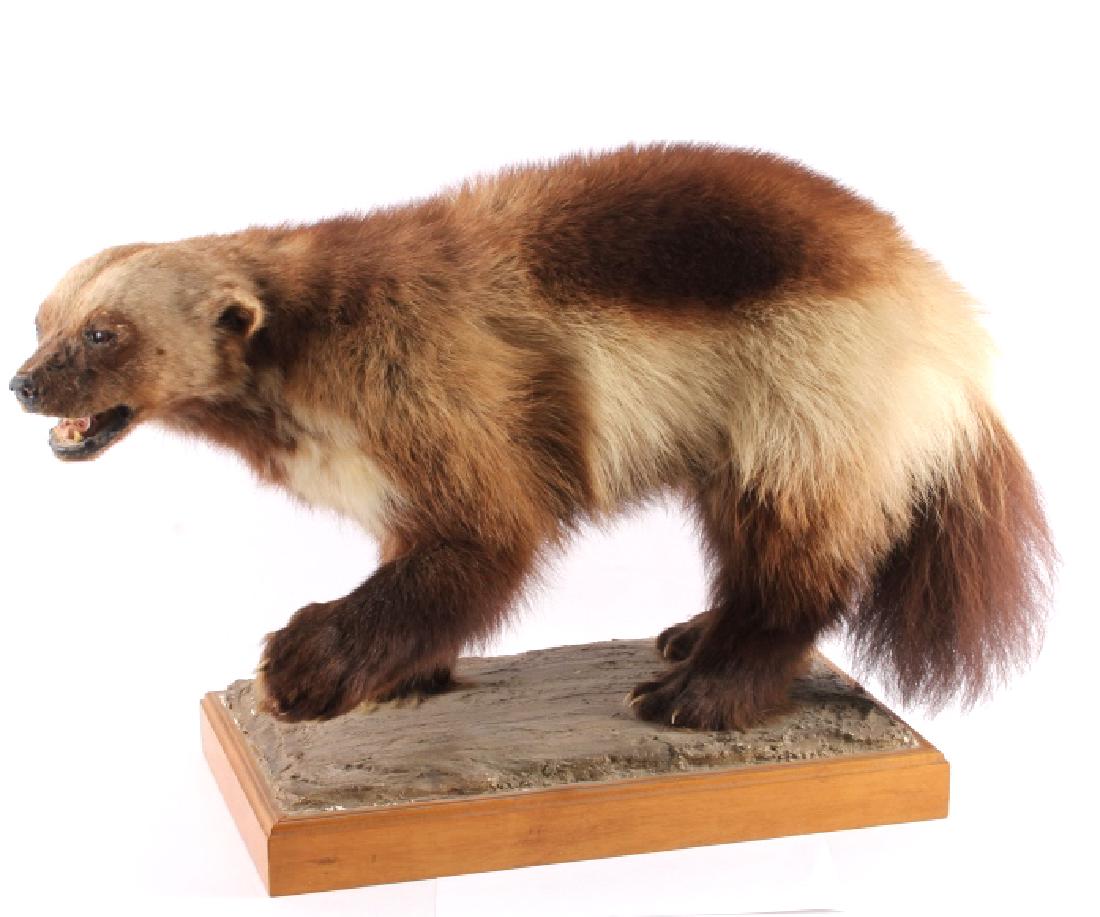 Full Body Wolverine Taxidermy Mount