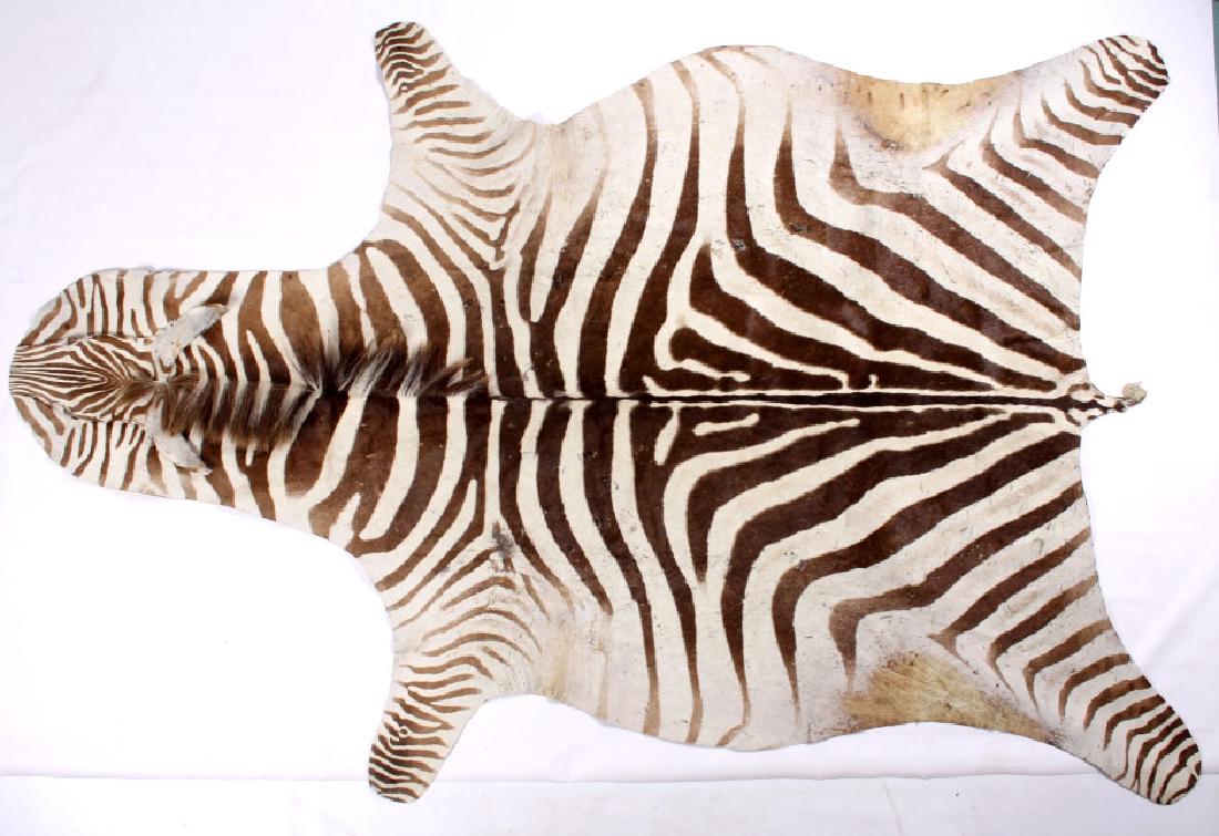Taxidermy Zebra Hide Pelt Rug