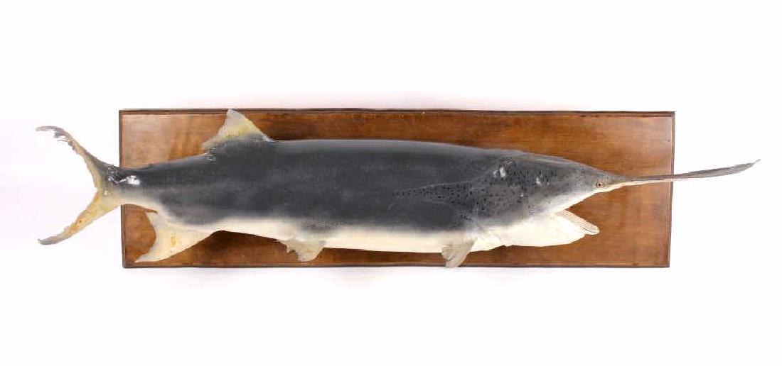 Paddlefish/ Spoonbill Catfish Taxidermy Mount