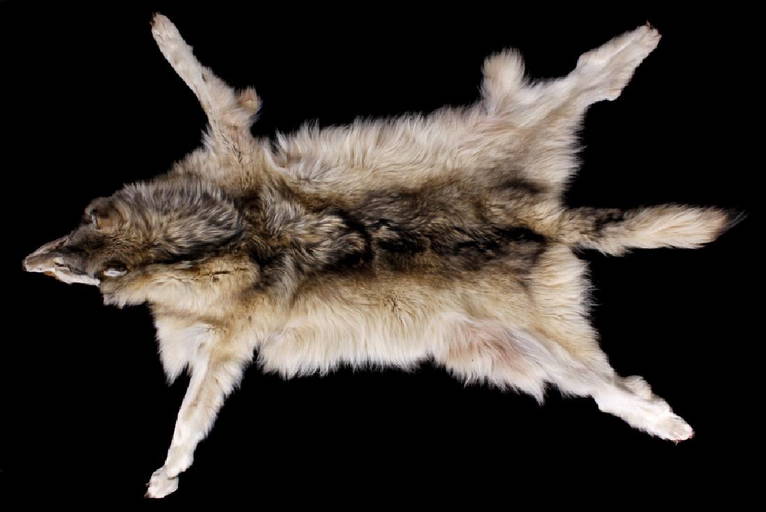 Taxidermy Arctic Wolf Pelt