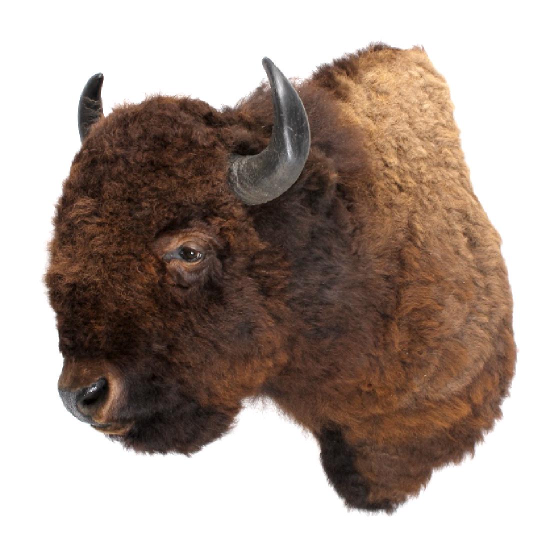 Huge Boone & Crockett American Bison Wall Mount
