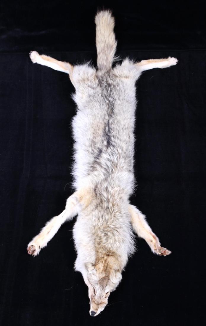 Montana Taxidermy Coyote Pelt