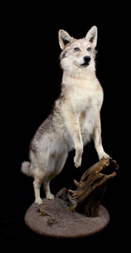 Montana Full Body Coyote Taxidermy Mount